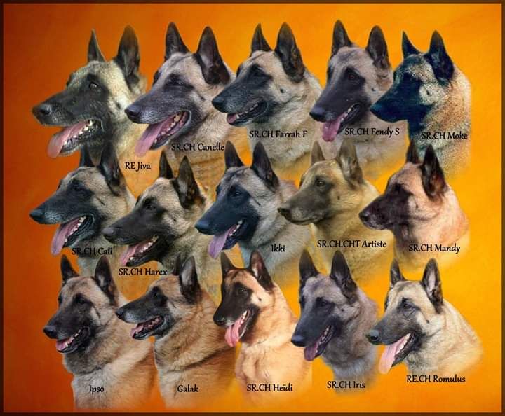 Accueil - Elevage du Domaine de Vauroux - Meilleur eleveur malinois ...